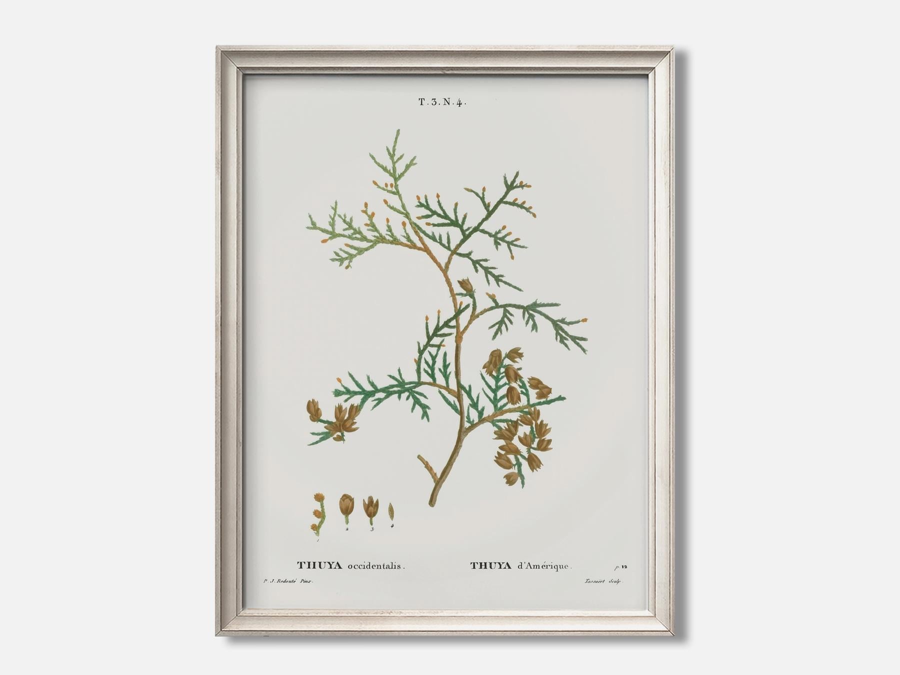Northern White-Cedar - Art Print – Everart